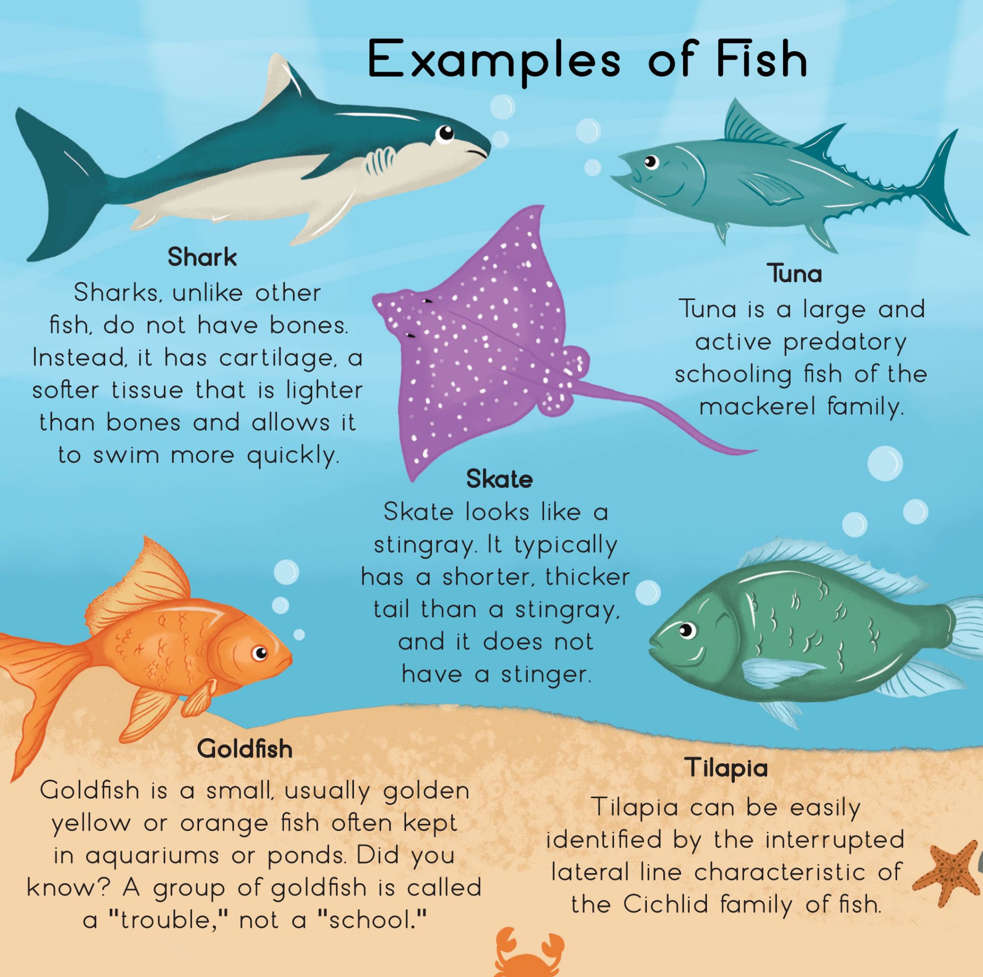 Learning is Fun. SMART KIDS LIFE CYCLE OF A FISH